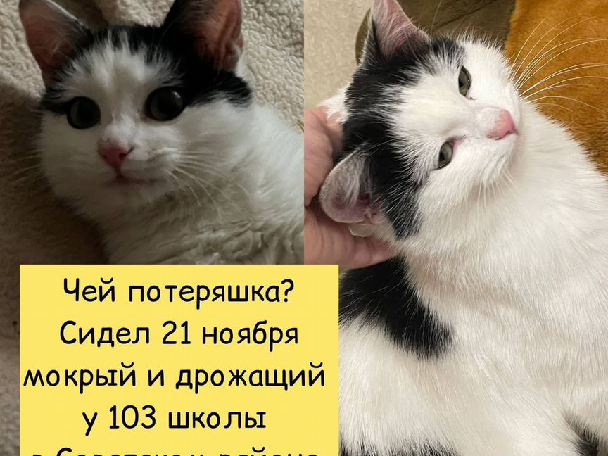Найден черно-белый котик