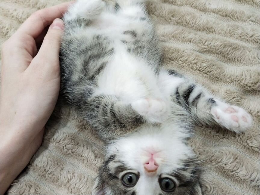 Котята 1,5 месяца