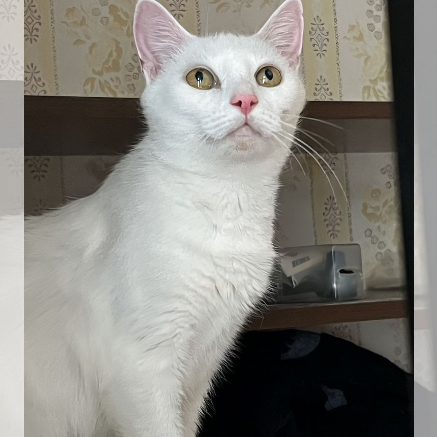 Взрослая, кошка в добрые руки