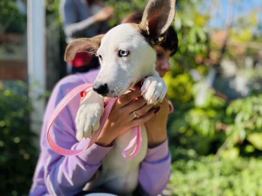 Щенок в добрые руки