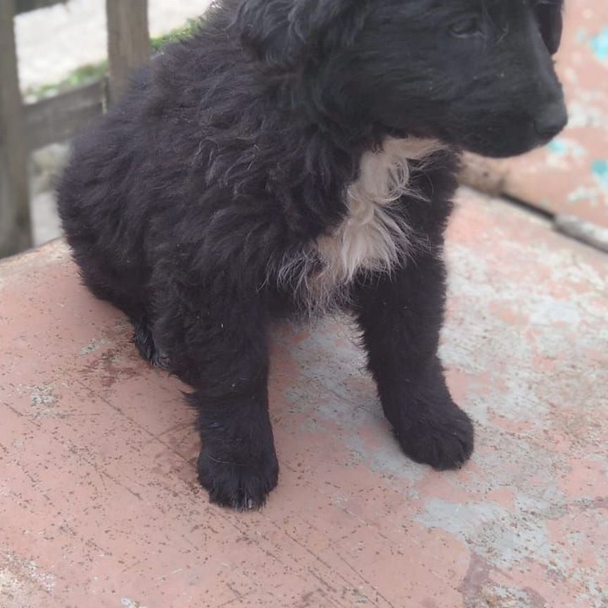 Щенки пастушьи