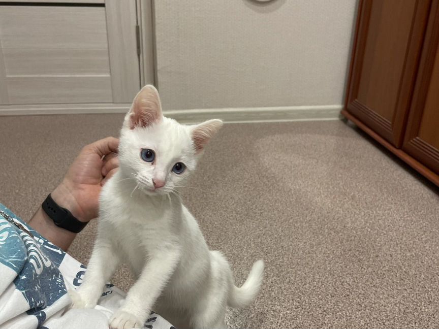 Котенок в добрые руки