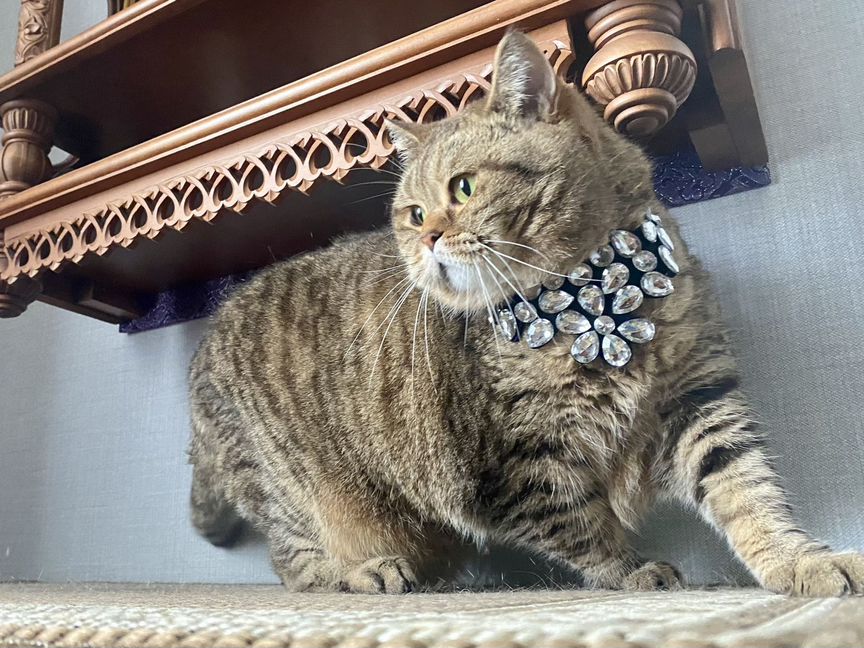 Шотландская прямоухая кошка (стерилизована)