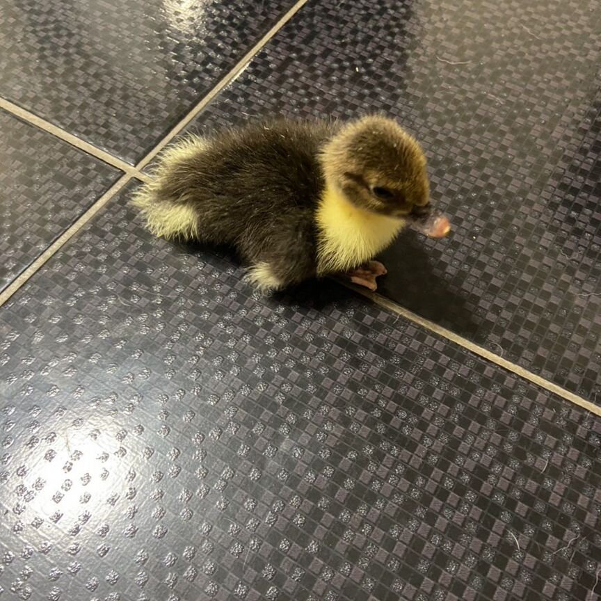 Утята шипуны