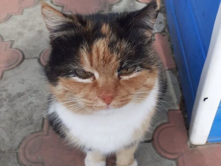 Умерла хозяйка