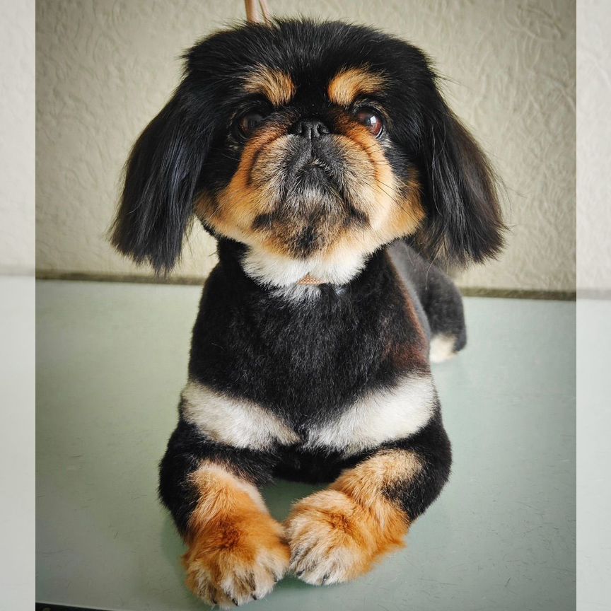 Вязка пекинес девочка