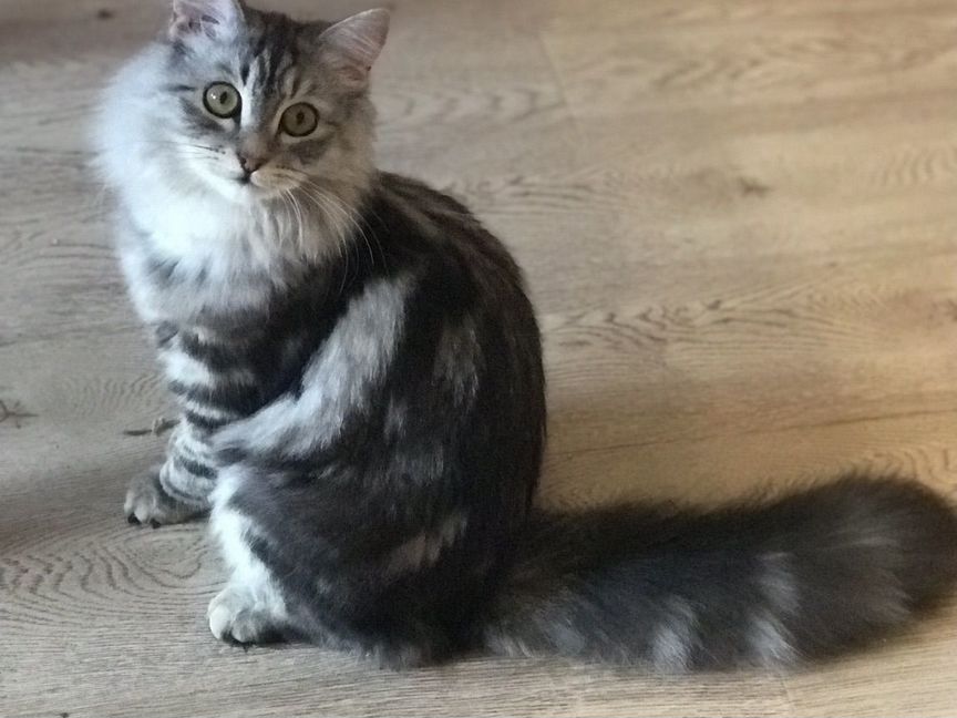 Сибирские котята от родителей-чемпионов