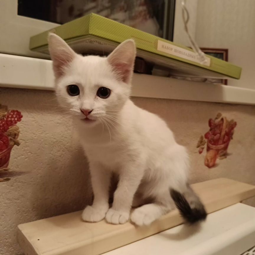 Отдам в добрые руки котёнка