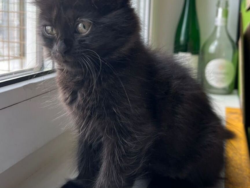 Черный котенок пушистый вислоухий котенок девочка