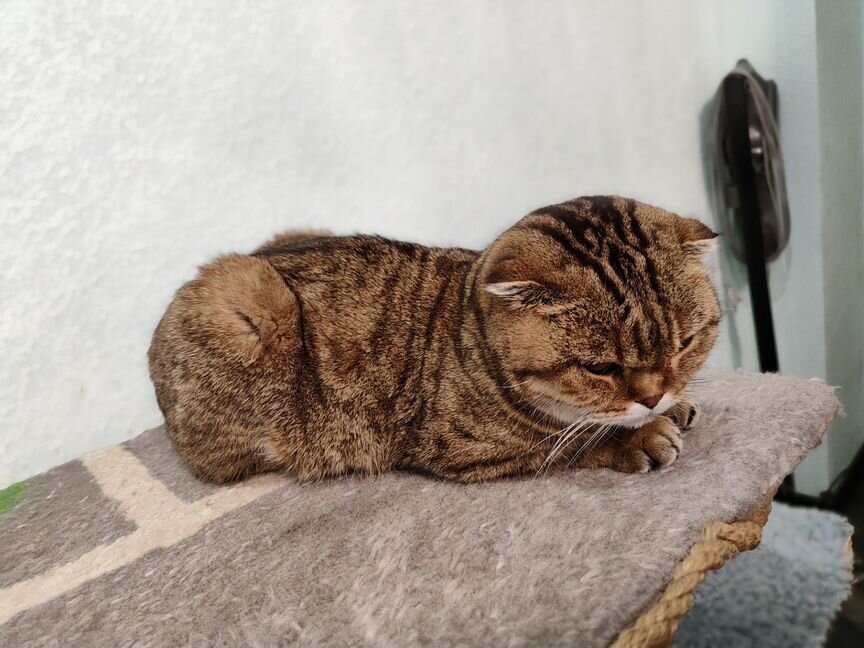Кошечка в добрые руки
