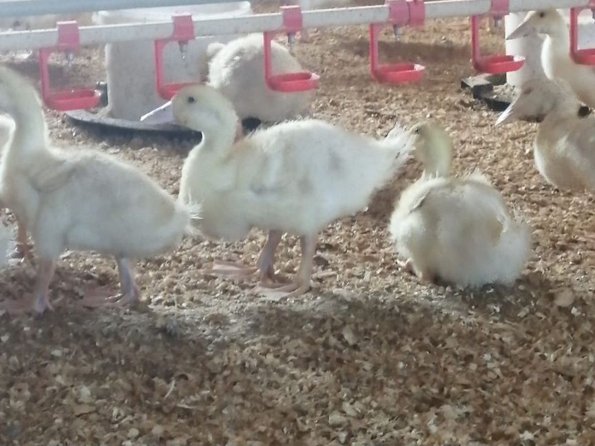 Утята подрощеные