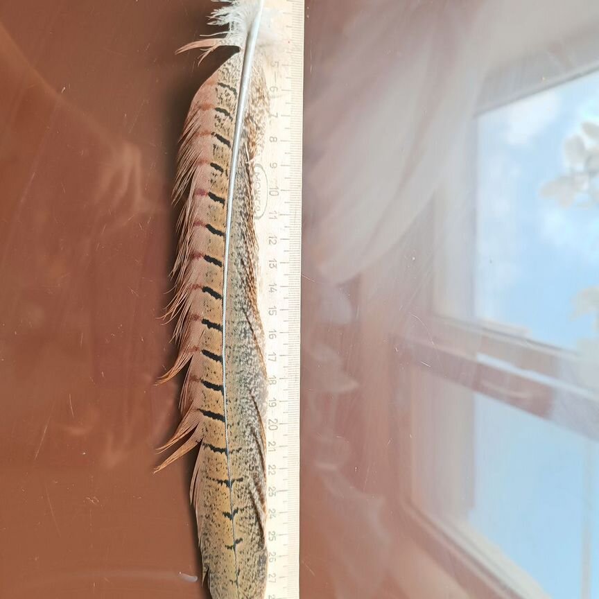 Перья фазана