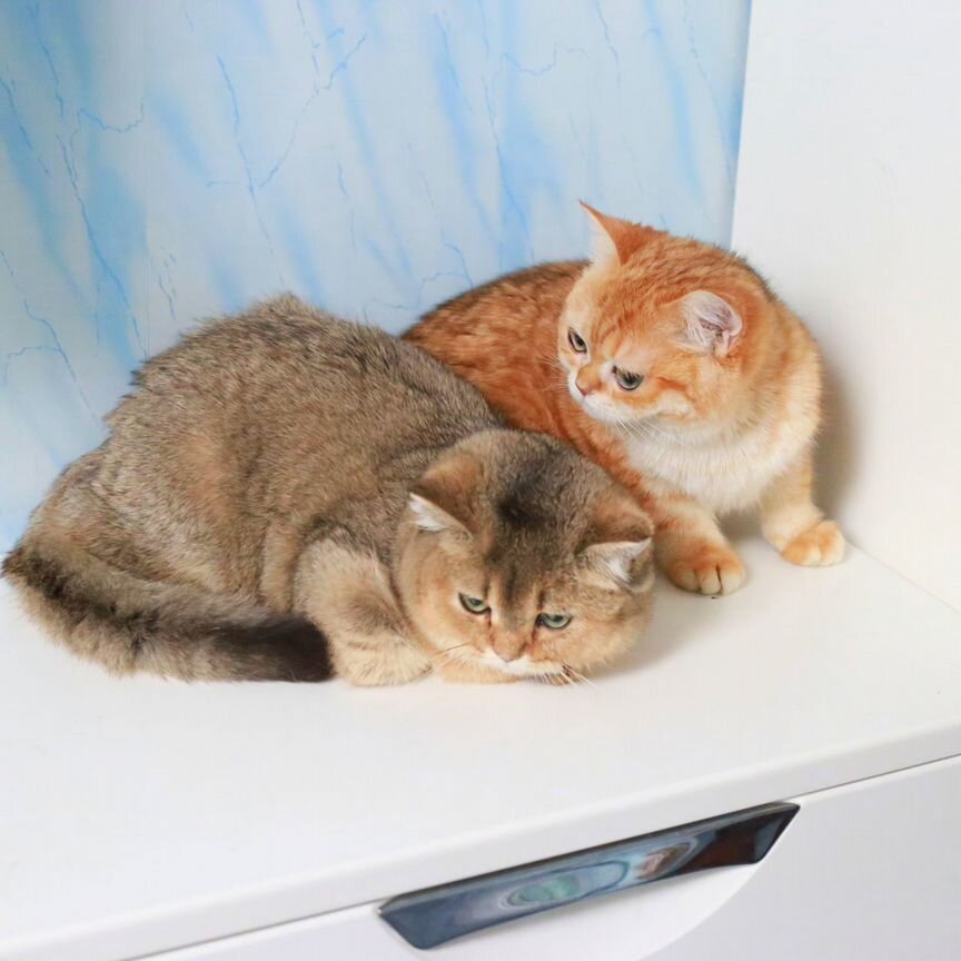 Британские котята ny25 и ny 11
