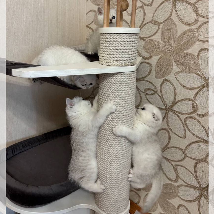 Шотландские котята шиншилла