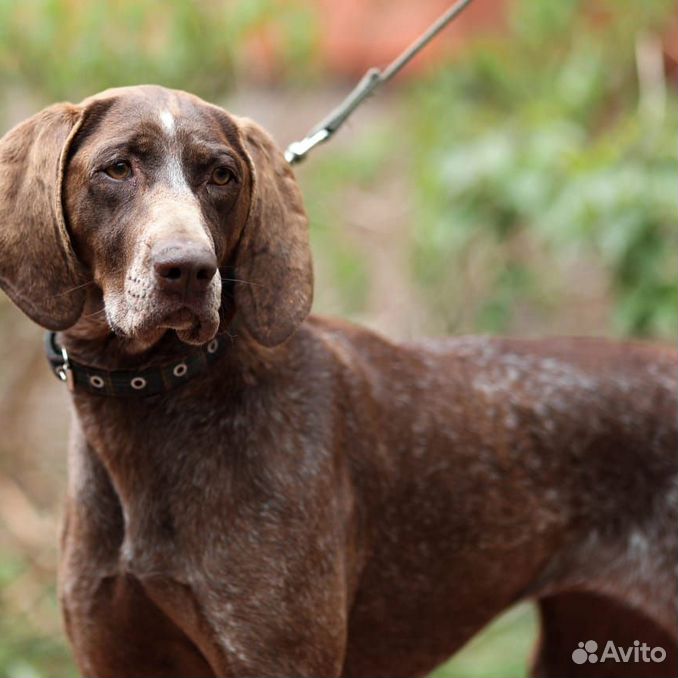 Великолепная Сандра