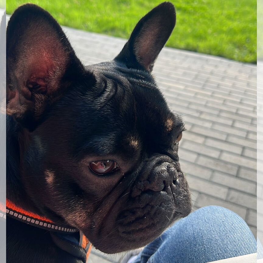 Французский бульдог, взрослая собака