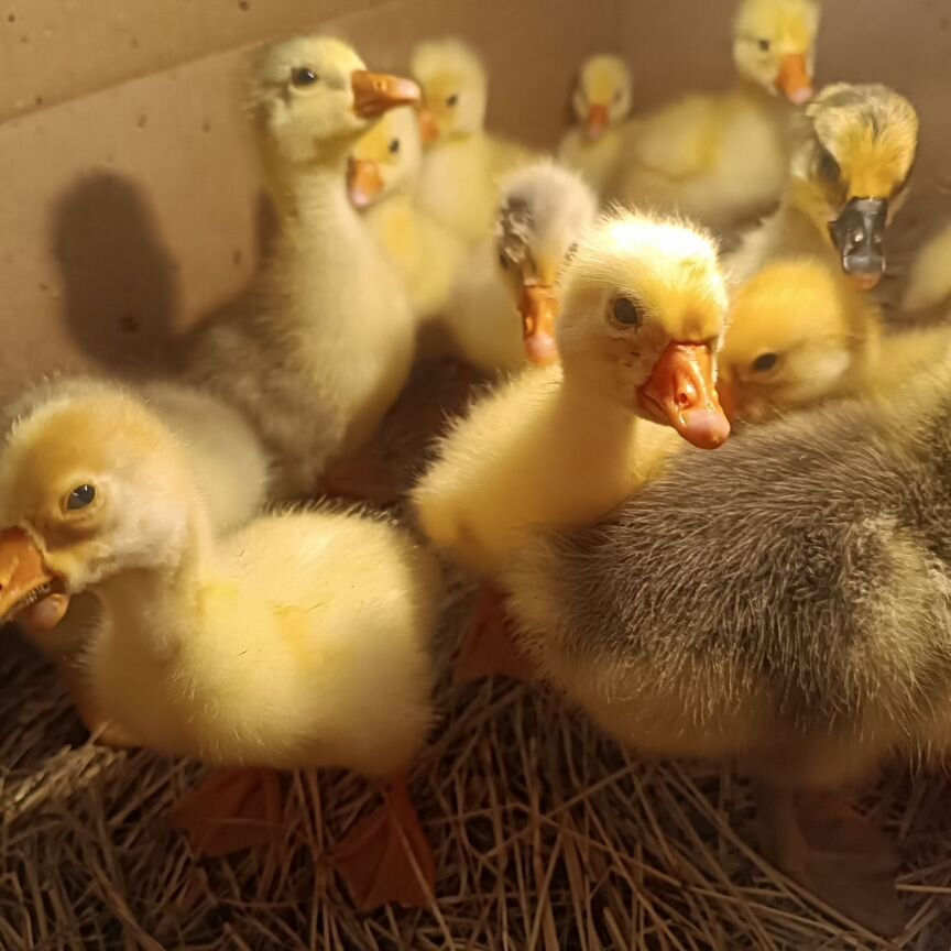 Гусята подрощенные