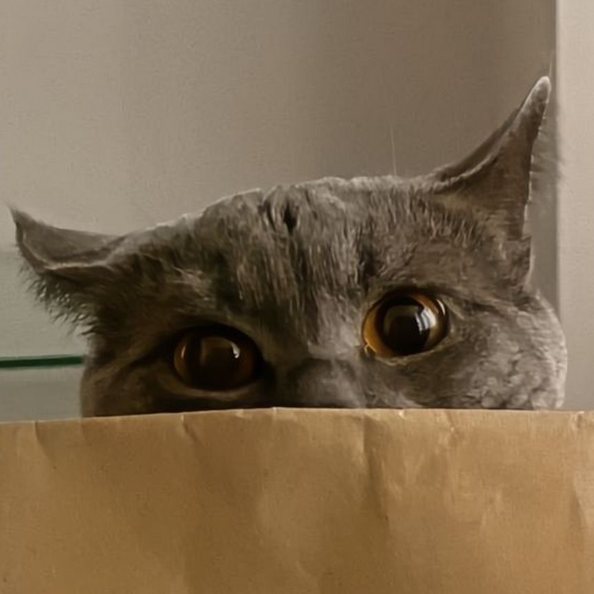 Британский короткошёрстный кот, взрослый