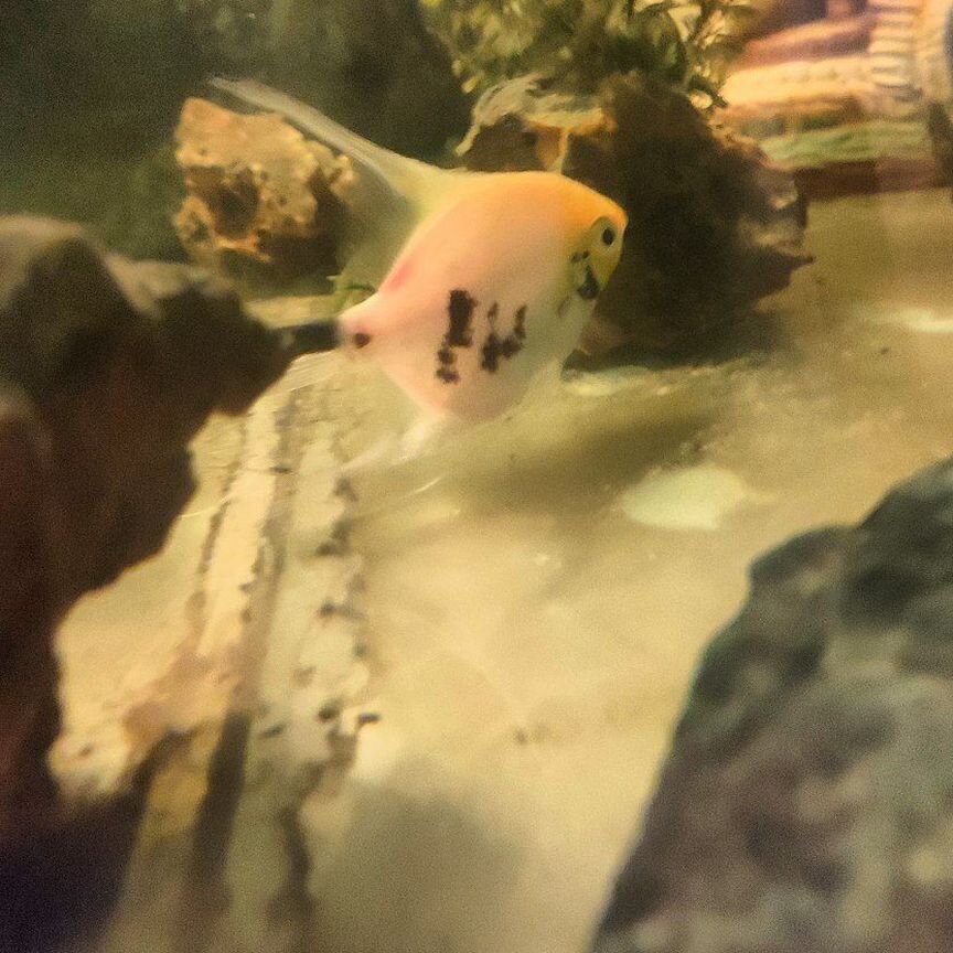 Отдам рыбок в добрые руки