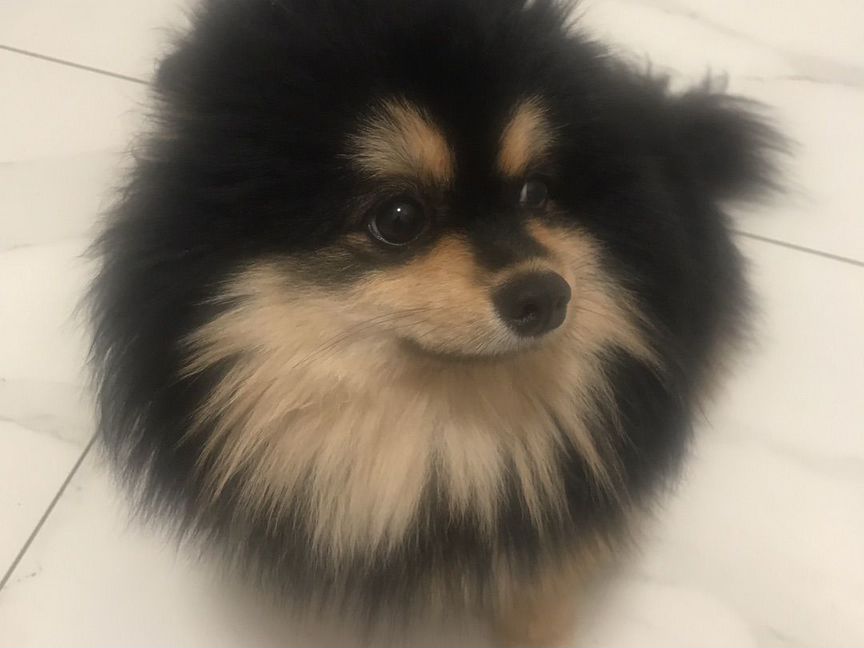 Отдам шпица в добрые руки