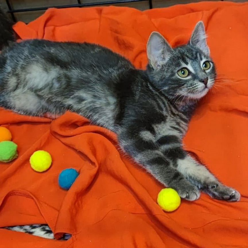 Котёнок в добрые руки