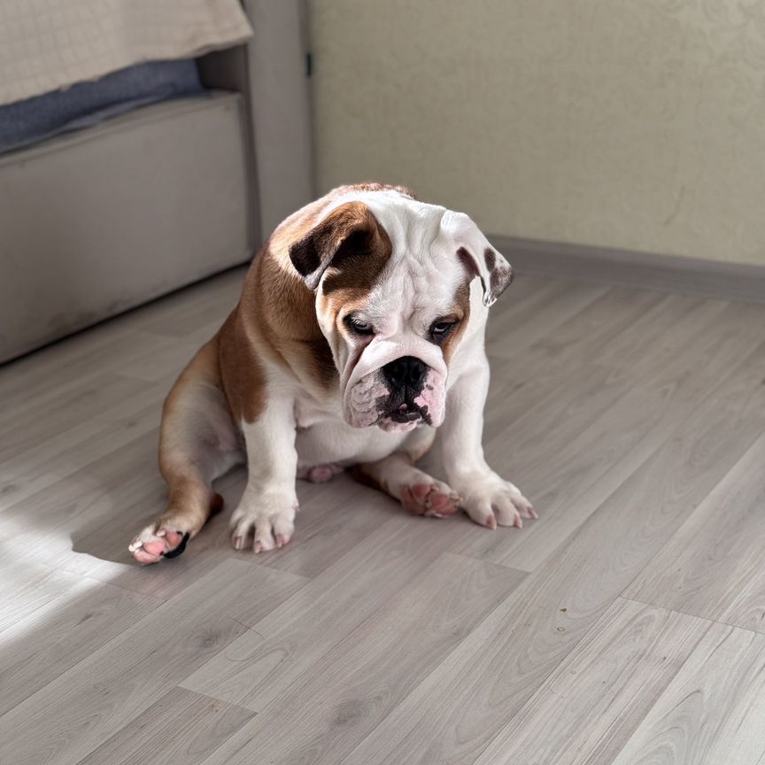 Продам английского бульдога