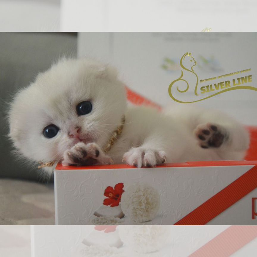 Шотландский вислоухий короткошёрстный котёнок