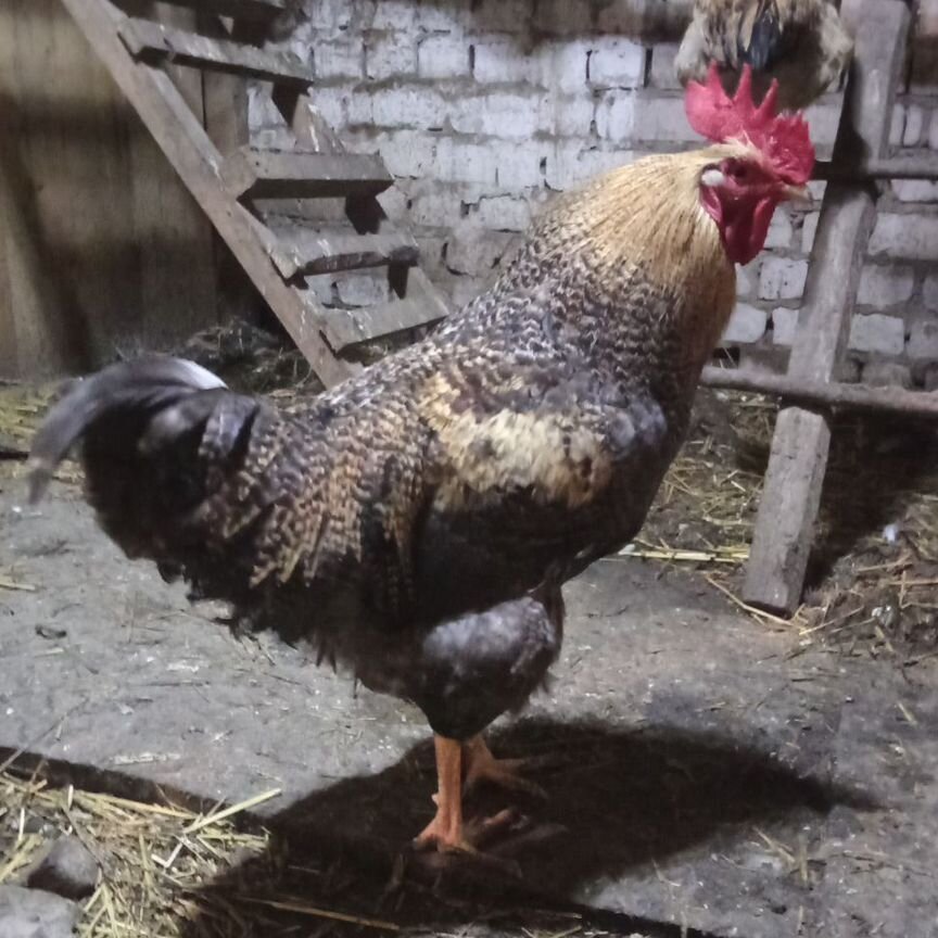 Молодые петухи