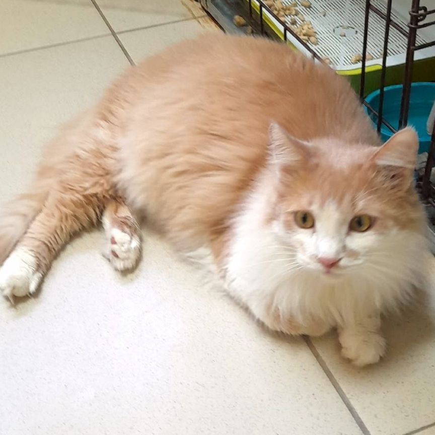 Взрослый кот в добрые руки