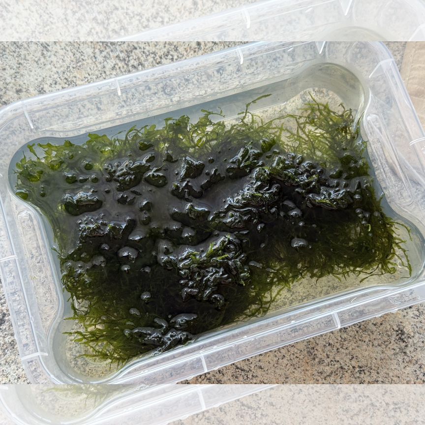 Аквариумные растения