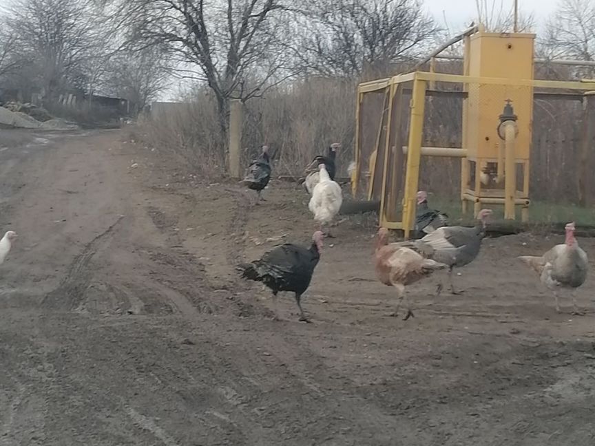 Индюки на мясо