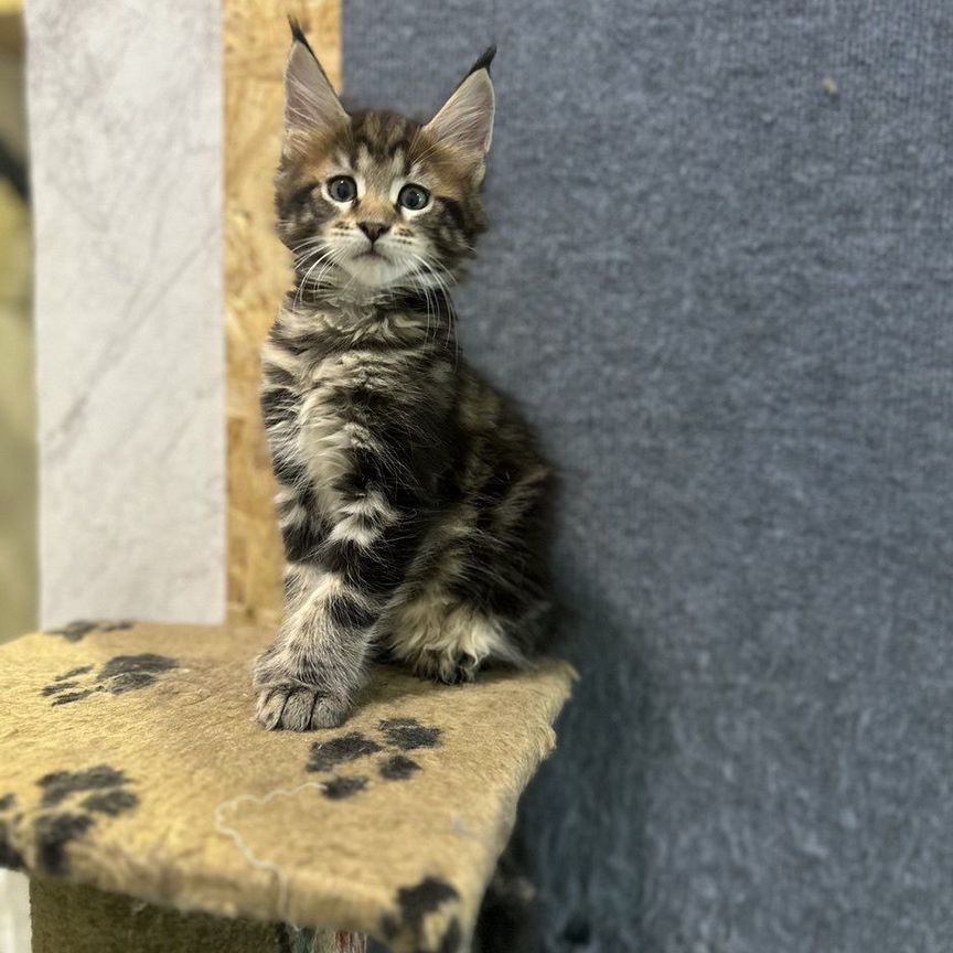 Мейн-кун котёнок