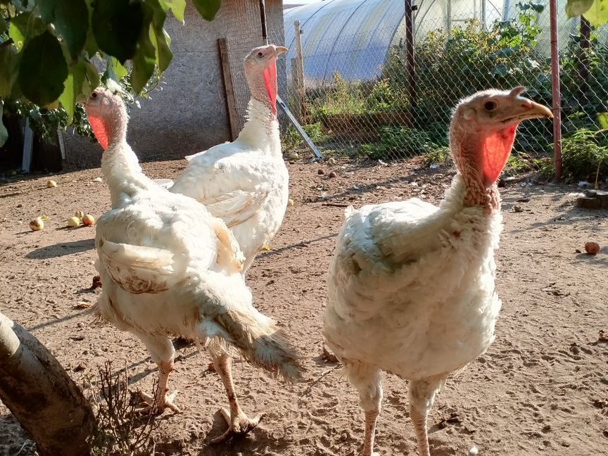 Индюки биг 6