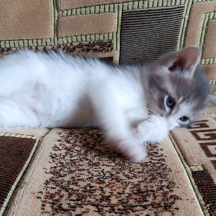 Котята