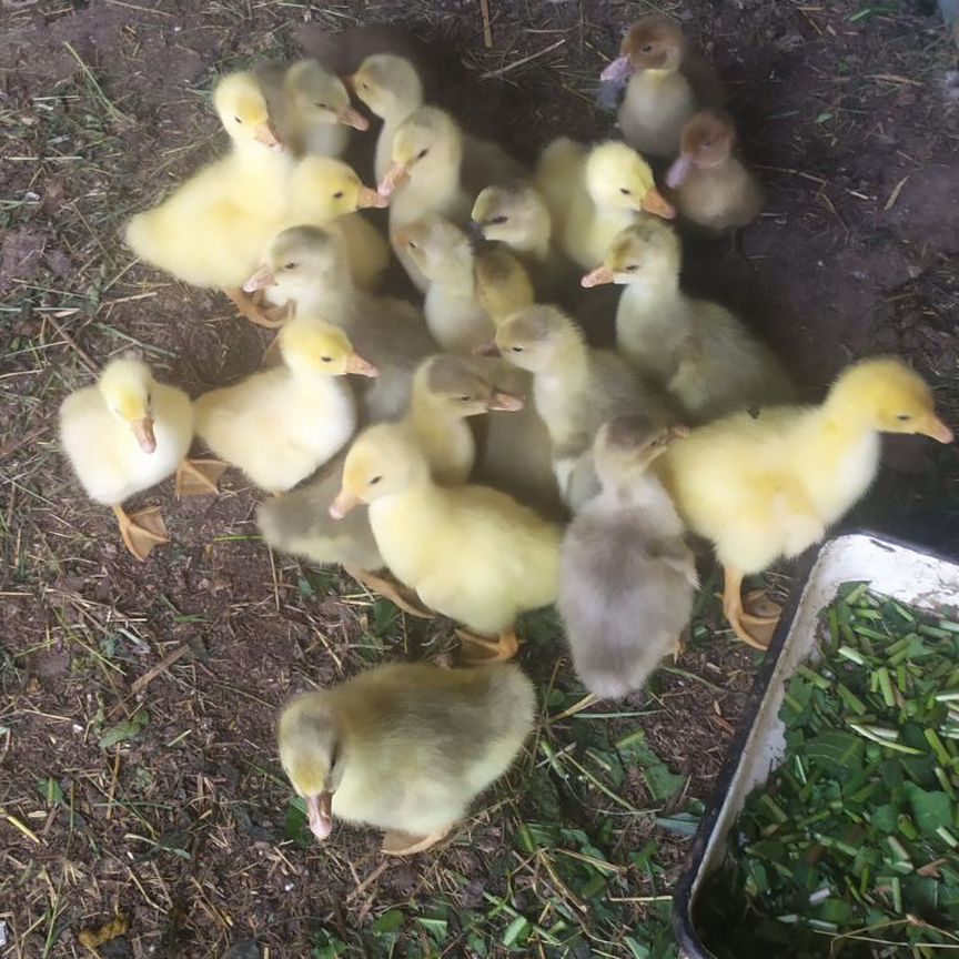 Гусята 5 8дней