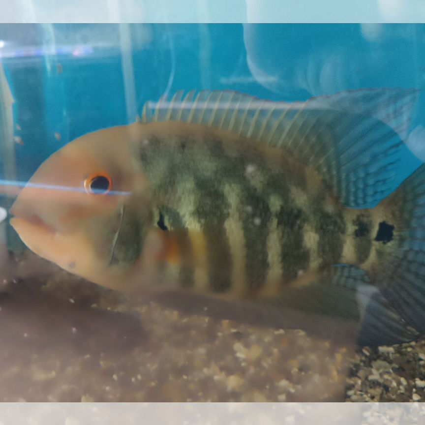 Аквариумные рыбки цихлиды