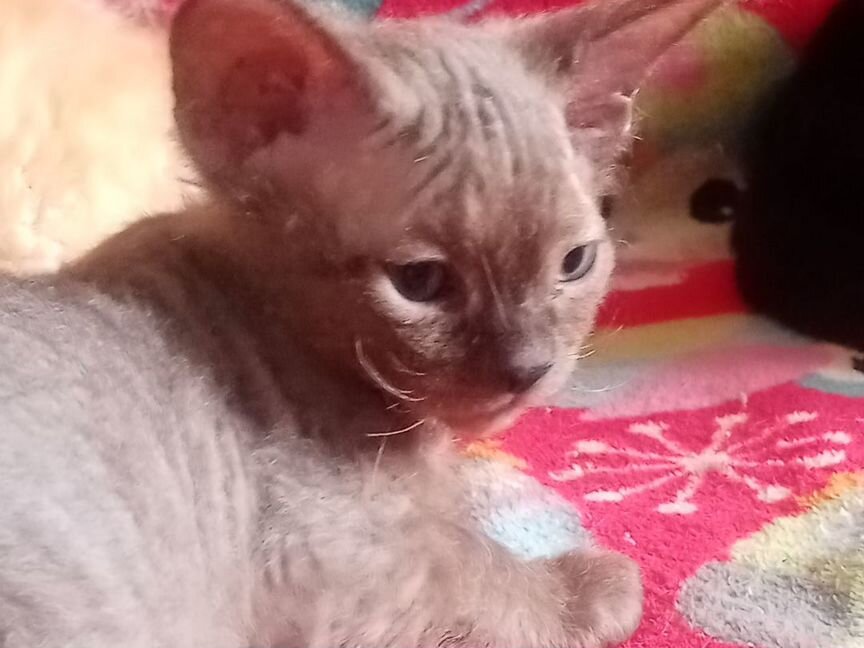 Котята донского сфинкса