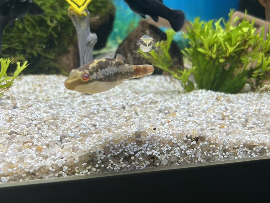 Тетрадон красноглазый