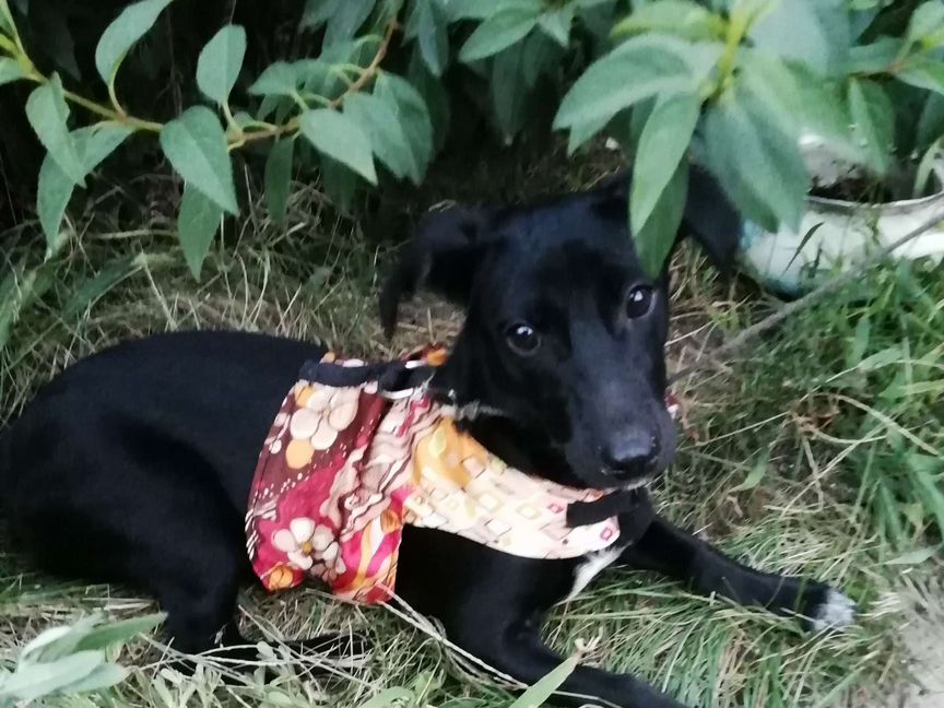 Пятимесячный щенок