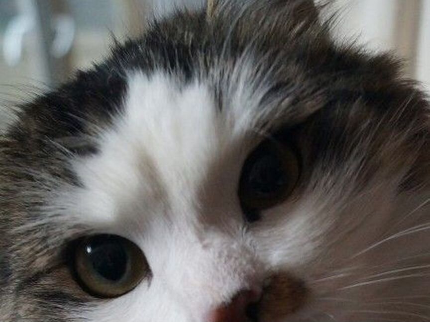 Котик Виконт
