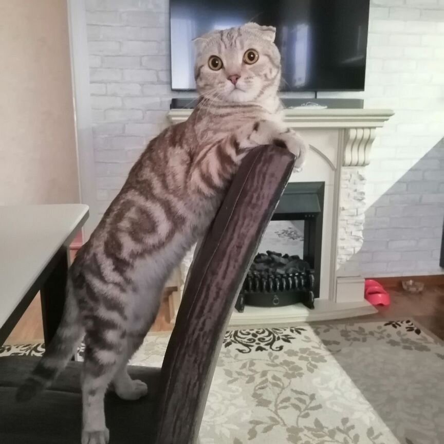 Шотландец вислоухий
