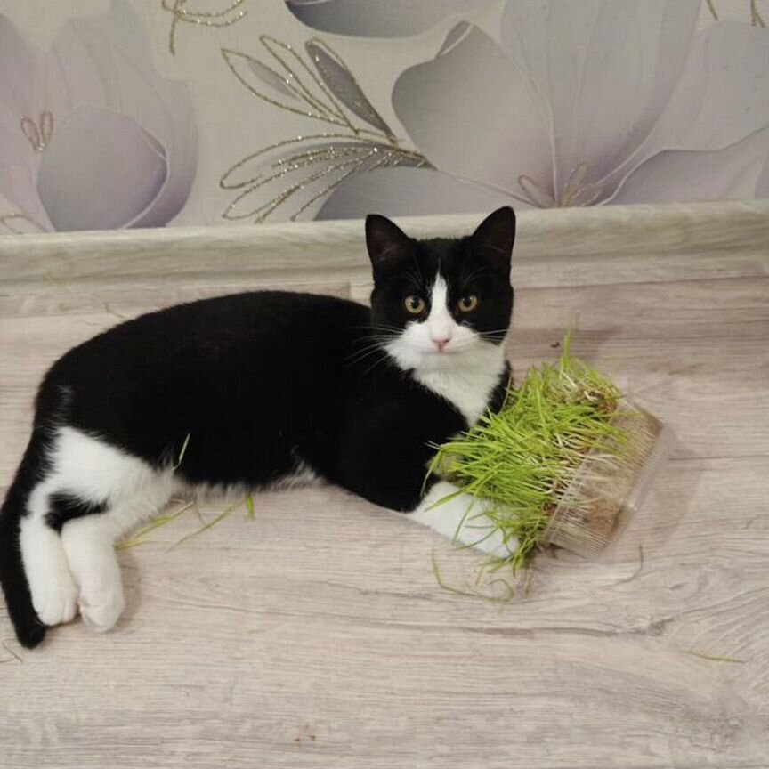 Котенок 4,5 мес девочка