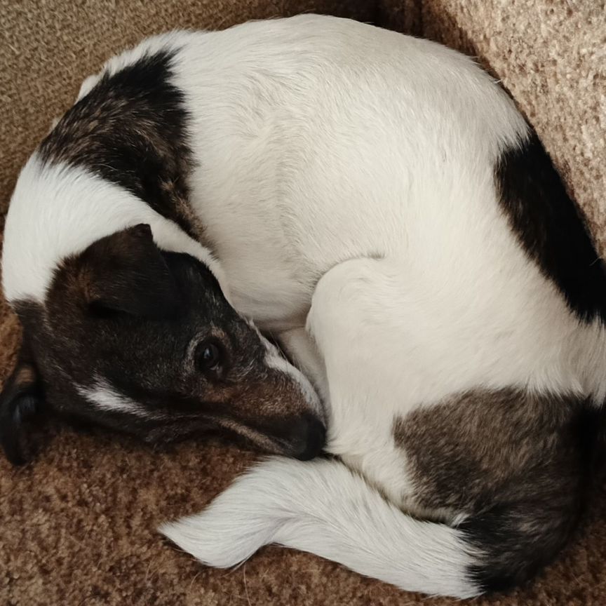 Отдам сабаку