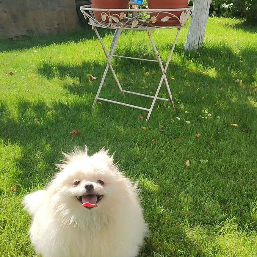 Взрослая померанка