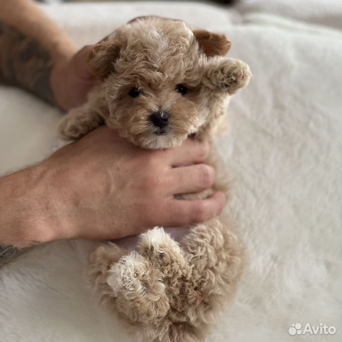 Mini девочка мишута мальтипу f1