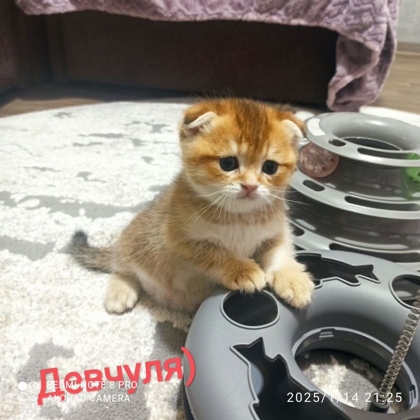 Шотландские красопули)