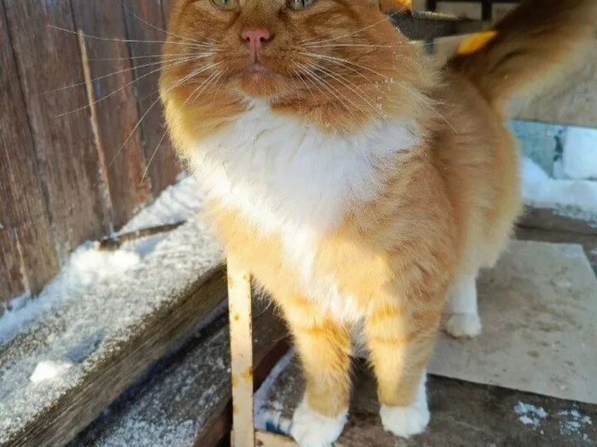 Котик в добрые руки бесплатно