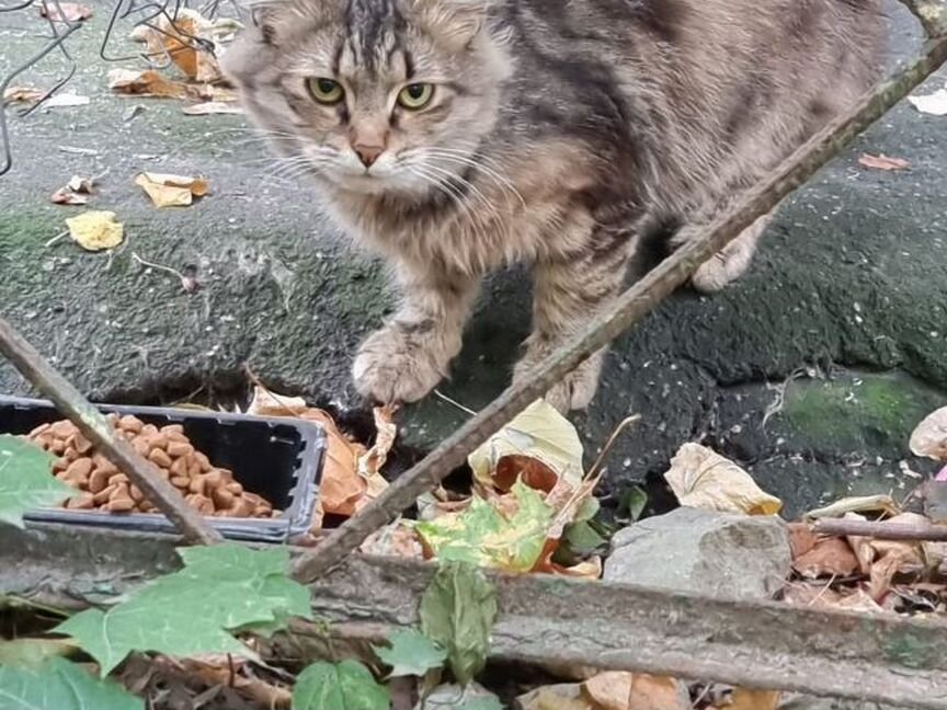 Бывшие домашние кошки и котики