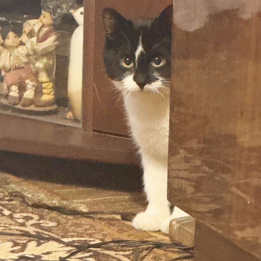 Котейка в добрые руки