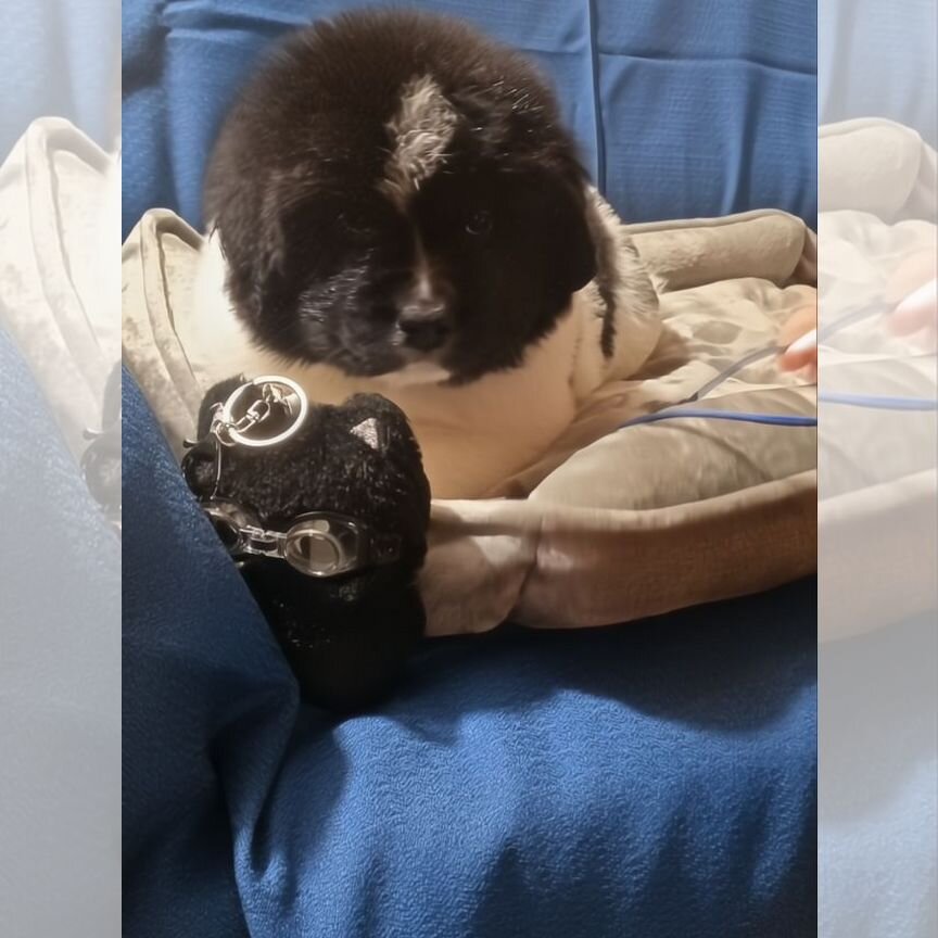 Ньюфаундленд, щенок